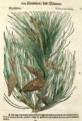 Maritime Pine Tree Pinus Maritima Botanical Redaktionelles Stockfoto ...