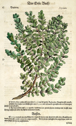 Boxthorn Tree Lycium Botanical Drawing Taken Editorial Stock Photo ...