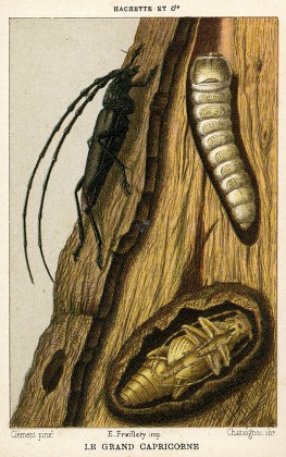 Cerambix Cerdo Capricorn Beetle Which Feeds Editorial Stock Photo ...