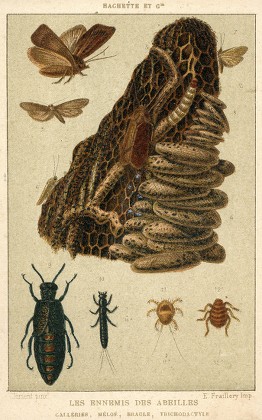 Enemies Bees Galleries Meloe Braulle Trichodactyle Editorial Stock ...