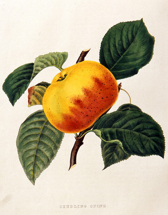 Seedling Ofine Apple Botanical Drawing Annales Editorial Stock Photo ...