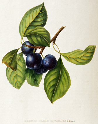 Karly Favorite Plum Botanical Drawing Annales Editorial Stock Photo ...