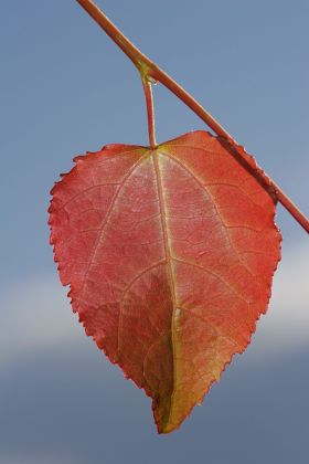 __COUNT__ Stock Stockbilder, redaktionelle Bilder und Stockfotos ...