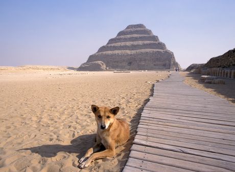 Dog By Step Pyramid Sakkarah Egypt Editorial Stock Photo - Stock Image ...