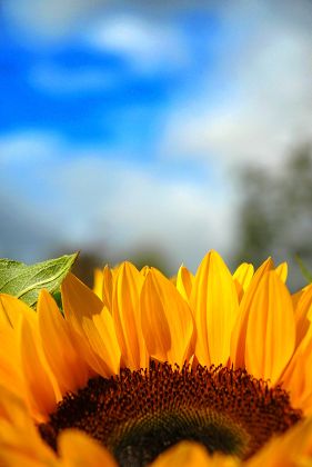 Sunflower Editorial Stock Photo - Stock Image | Shutterstock