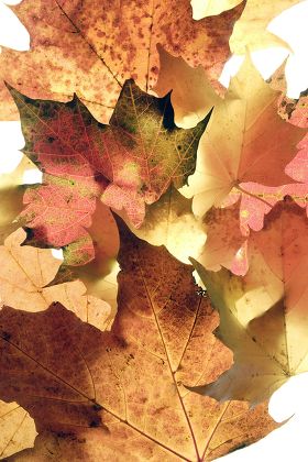 Autumn Leaves Editorial Stock Photo - Stock Image | Shutterstock