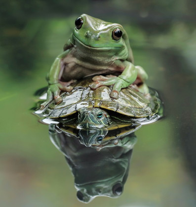 Frog Riding On Turtle Editorial Stock Photo - Stock Image | Shutterstock