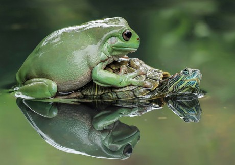 Frog Riding On Turtle Editorial Stock Photo - Stock Image | Shutterstock
