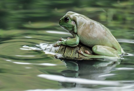 Frog Riding On Turtle Editorial Stock Photo - Stock Image | Shutterstock