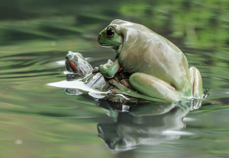 Frog Riding On Turtle Editorial Stock Photo - Stock Image | Shutterstock