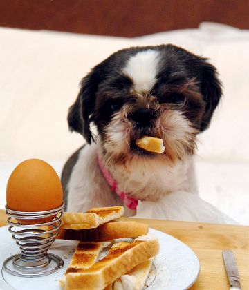 Smudge Shitzu Dog Getting Accustomed His Editorial Stock Photo - Stock ...