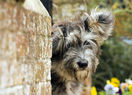 Mable the dog who suffers from Narcolepsy, Dogs Trust Rehoming Centre ...