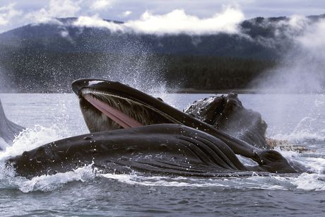 Adult Humpback Whales Megaptera Novaeangliae Cooperatively Editorial ...