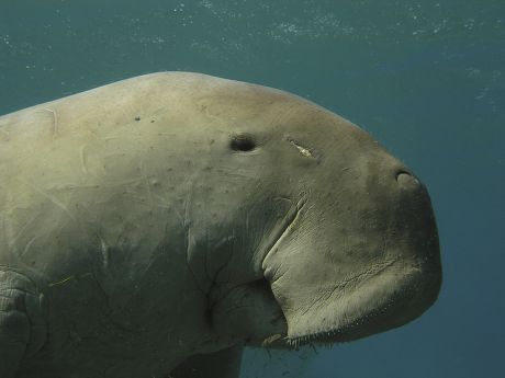 Dugong Dugongidae Rare Close Dugong Abu Editorial Stock Photo - Stock ...