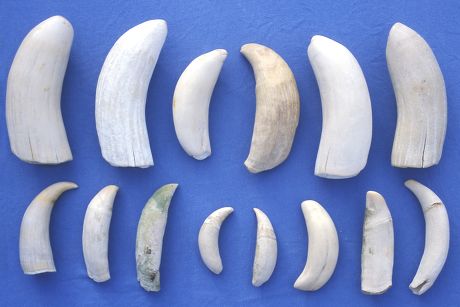 Assorted Sperm Whale Physeter Macrocephalus Teeth Editorial Stock Photo ...