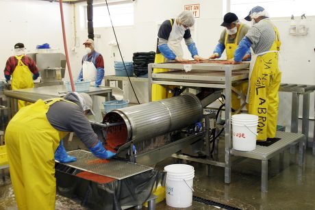 36 Processing fresh fish Stock Pictures, Editorial Images and Stock ...