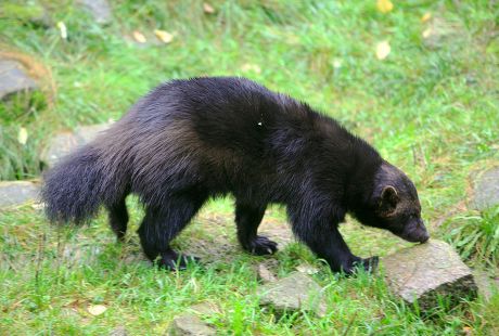 Wolverine Gulo Gulo Ahtari Zoo Finland Editorial Stock Photo - Stock ...