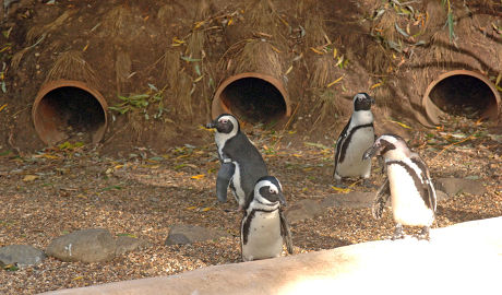 Penguins New Enclosure London Zoos Penguins Editorial Stock Photo ...