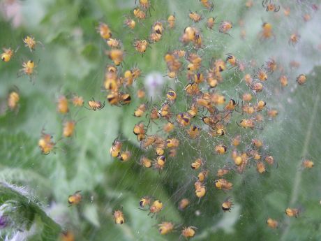 Baby European Garden Spiders Araneus Diadematus Editorial Stock Photo ...