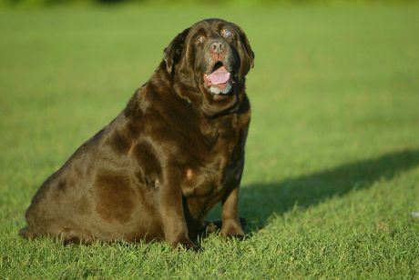 78 Morbidly obese Stock Pictures, Editorial Images and Stock Photos ...