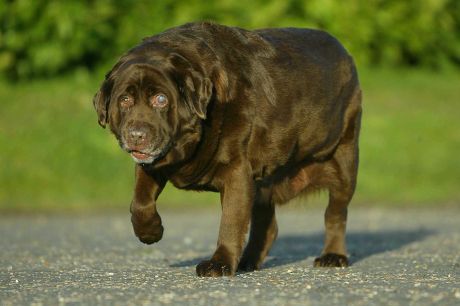 78 Morbidly obese Stock Pictures, Editorial Images and Stock Photos ...