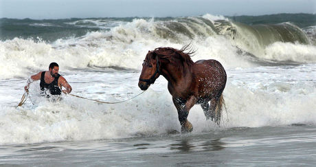 Horses Harry Gotts Shire Horse Farm Editorial Stock Photo - Stock Image ...