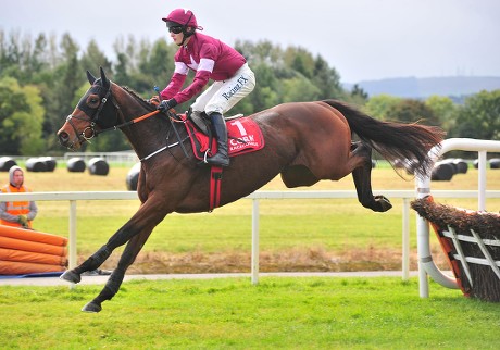 Cork Blood Crazed Tiger David Mullins Editorial Stock Photo - Stock ...