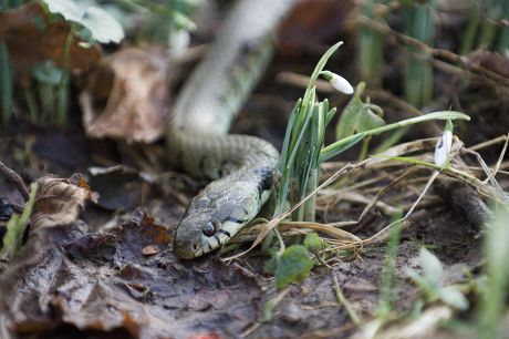 Why This Grass Snake Went Slithering Editorial Stock Photo - Stock ...