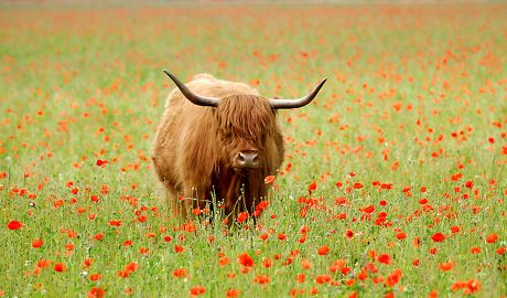 Highland Cow Poppy Field Creeting St Editorial Stock Photo - Stock ...