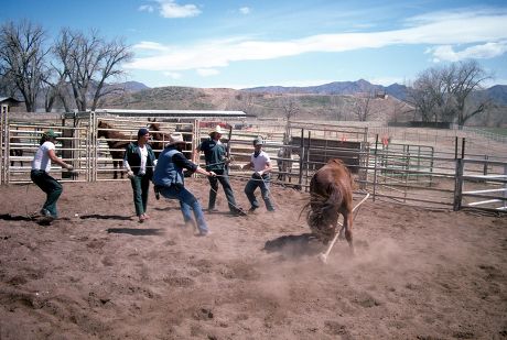 Breaking Wild Horses Colorado America Nature Editorial Stock Photo ...