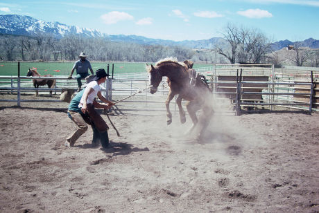 Breaking Wild Horses Colorado America Nature Editorial Stock Photo ...
