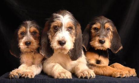 Threatened Extinction Leading Otterhound Breeder Maria Editorial Stock ...