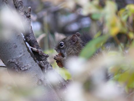 Red Squirrel Rocky Mountain National Park Editorial Stock Photo - Stock ...