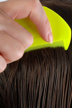 Model Released Nit Combing Editorial Stock Photo - Stock Image ...