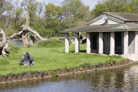 Nico the 45 year old Gorilla who watches Satellite TV to help with his ...