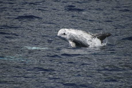 Rissos Dolphin Grampus Griseus Leaping Out Editorial Stock Photo ...