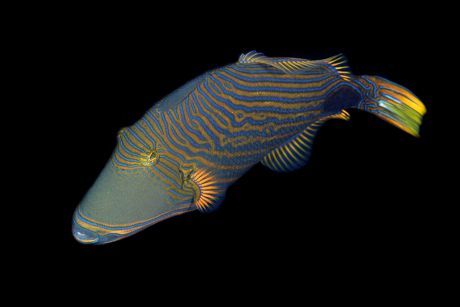 Lionfish Pterois Volitans Soft Coral Rumphella Editorial Stock Photo ...