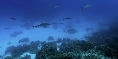 48 (chuuk) Stock Pictures, Editorial Images and Stock Photos | Shutterstock