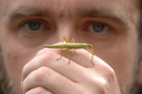 Lord Howe Island Stick Insect Lhisi Editorial Stock Photo - Stock Image ...