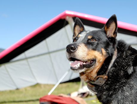 Patch Hang Gliding Blue Heeler Cattle Editorial Stock Photo - Stock ...