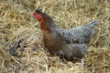 Scots Grey Chicken Sussex Britain Editorial Stock Photo - Stock Image ...