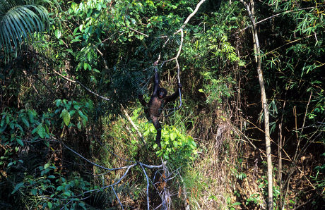 Young Bonobo Showing His Acrobatic Skills Editorial Stock Photo - Stock ...
