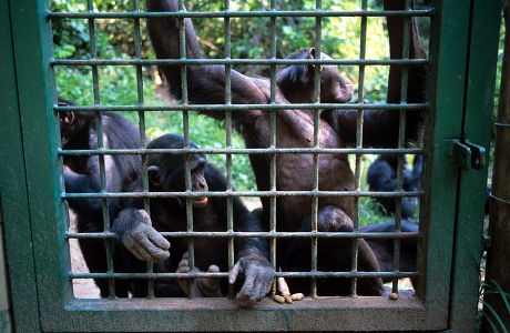 Bonobos Lola Ya Bonobo Bonobo Paradise Editorial Stock Photo - Stock ...