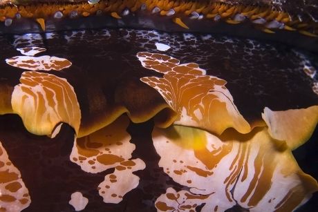 3 Spondylus varius Stock Pictures, Editorial Images and Stock Photos ...