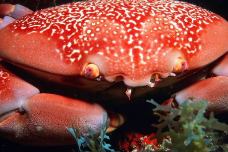 Batwing Coral Crab Carpilius Corallinus Praia Editorial Stock Photo ...