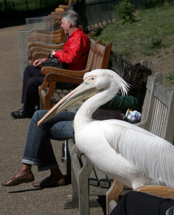 40 Bird seats Stock Pictures, Editorial Images and Stock Photos ...