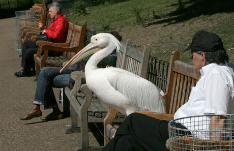 40 Bird seats Stock Pictures, Editorial Images and Stock Photos ...