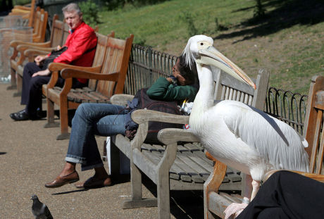 40 Bird seats Stock Pictures, Editorial Images and Stock Photos ...