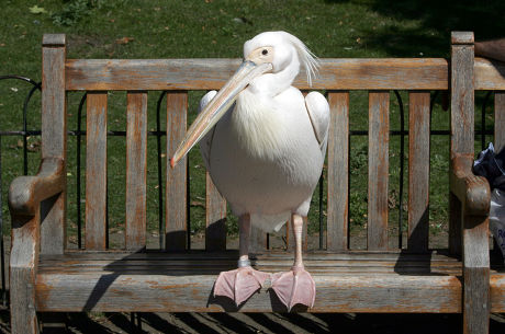 40 Bird seats Stock Pictures, Editorial Images and Stock Photos ...