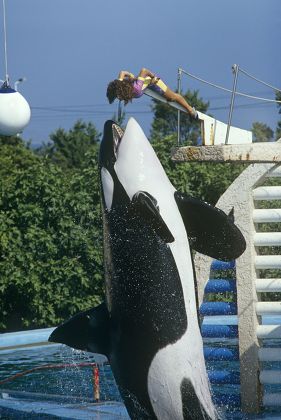 Captive Killer Whale Orcinus Orca Captive Editorial Stock Photo - Stock ...